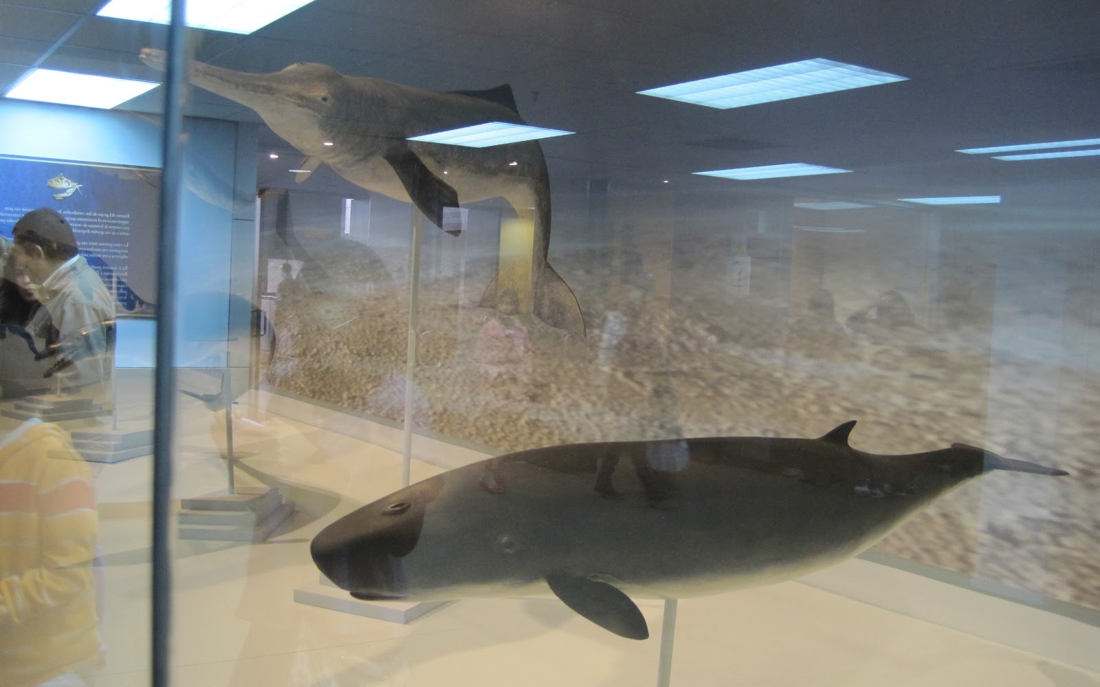 El Pensieve de Dinorider: Scaphokogia cochlearis del Mioceno de Perú