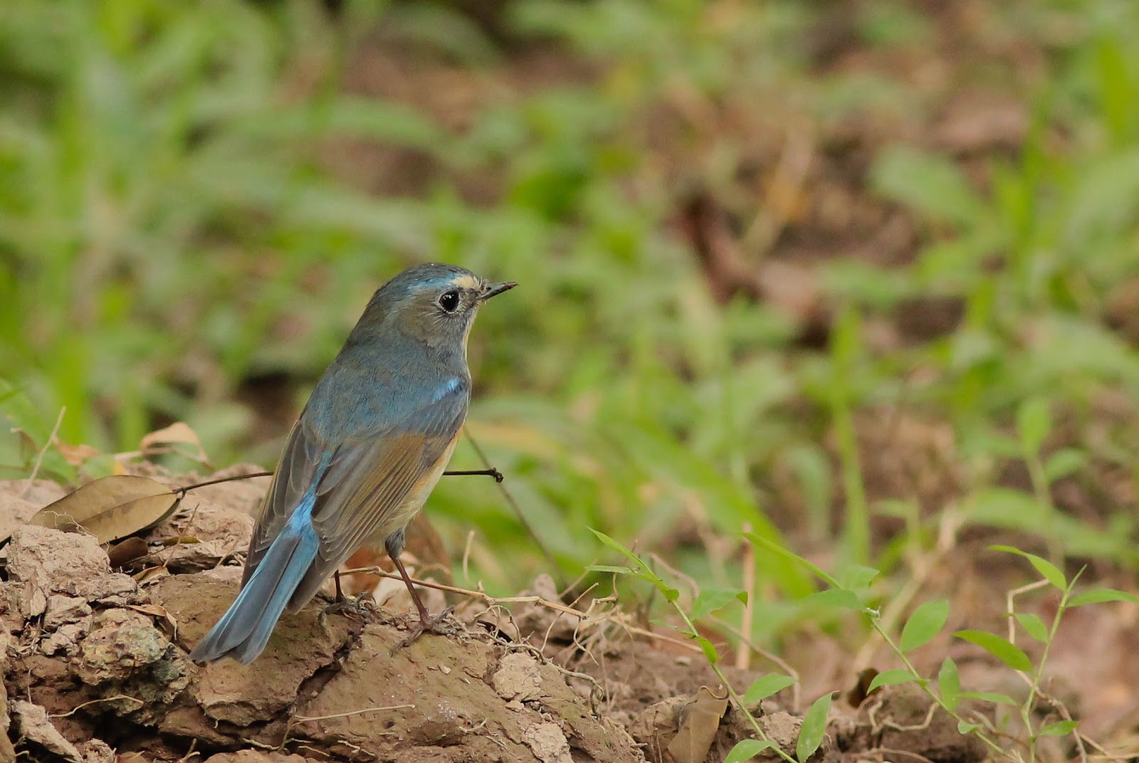 Vietnam Bird News: The two species of Bluetails on my patch