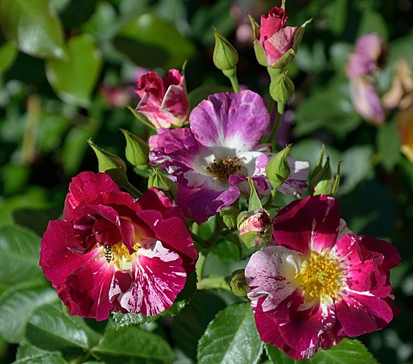 626 Purple Splash - РОЗЫ В МИНСКЕ! Саженцы, посадка, уход!