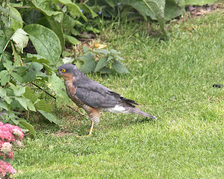 Northamptonshire Birding: Grumpy Sparrowhawk!