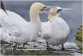 Lee Mott Photography