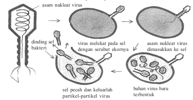 Ciri-Ciri dan Replikasi Virus | Ilmu Sains
