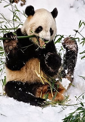 Fieggentrio: Pandabeer amuseert zich in de sneeuw.