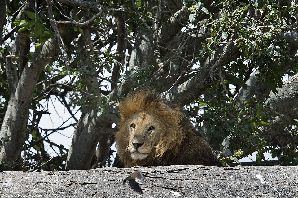 Can you spot the lion waiting to pounce in this photograph?