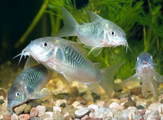 Bronze Corydoras Care Sheet ~ Tropical Fish Types