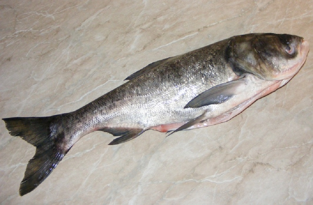 Retete de peste si Preparate din peste | Preparatedevis.ro