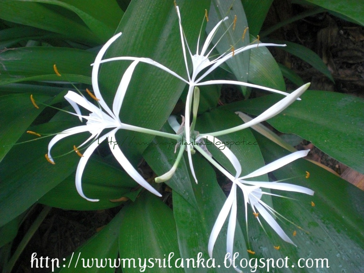 My Sri Lanka: Natural Beauties