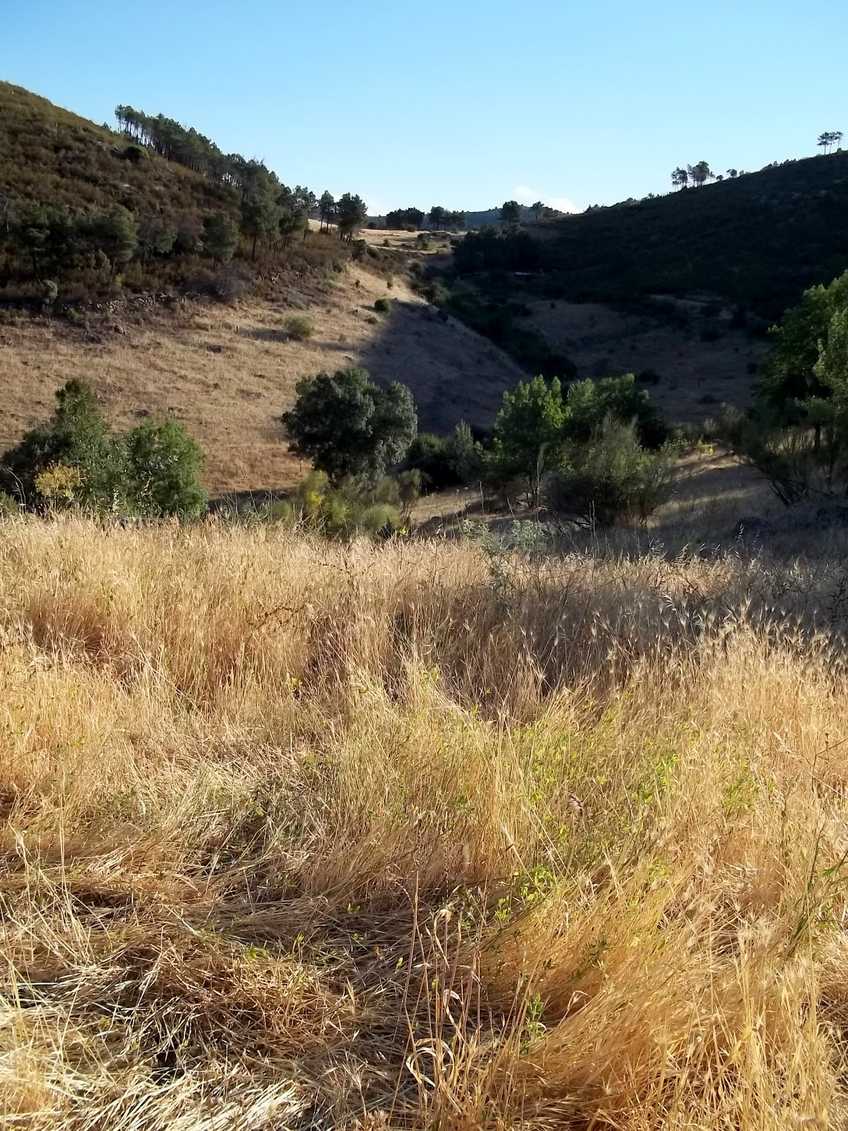 SIGUE EL SENDERO: * Río Cofio.