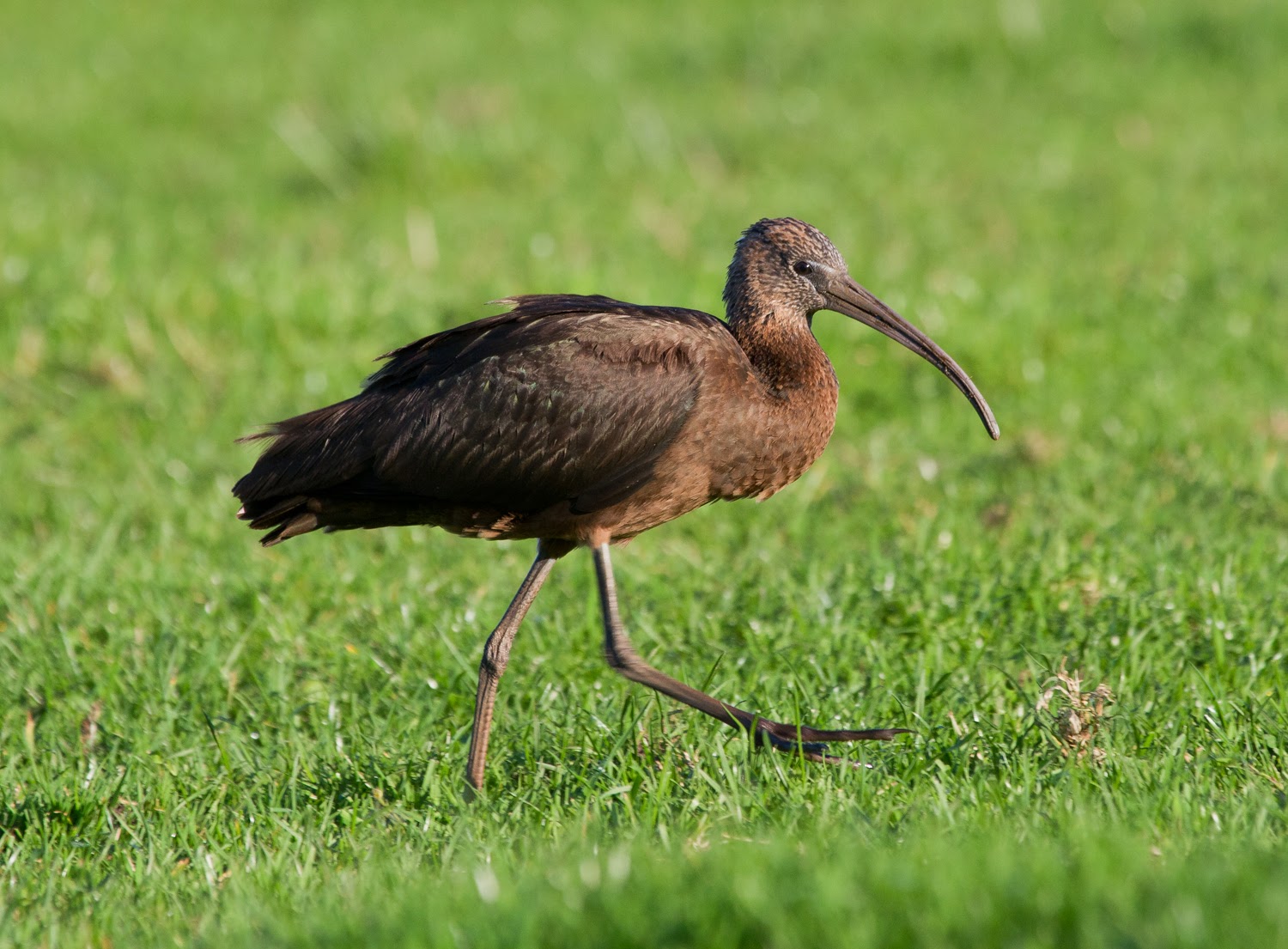 Bfb`s Outdoor Ramblings: Glossy Ibis