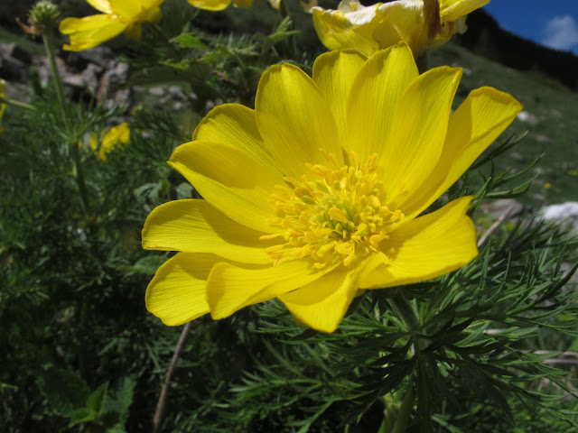 Sentir con Flores de Bach - Pilar Vidal Clavería: junio 2013