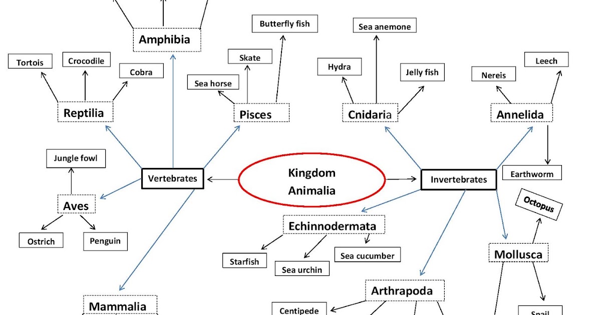 Nisal Anjula Blogs: Concept map of Kingdom Animalia