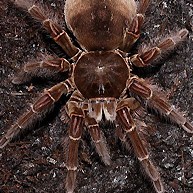 Which spider is the largest? | Facts About All