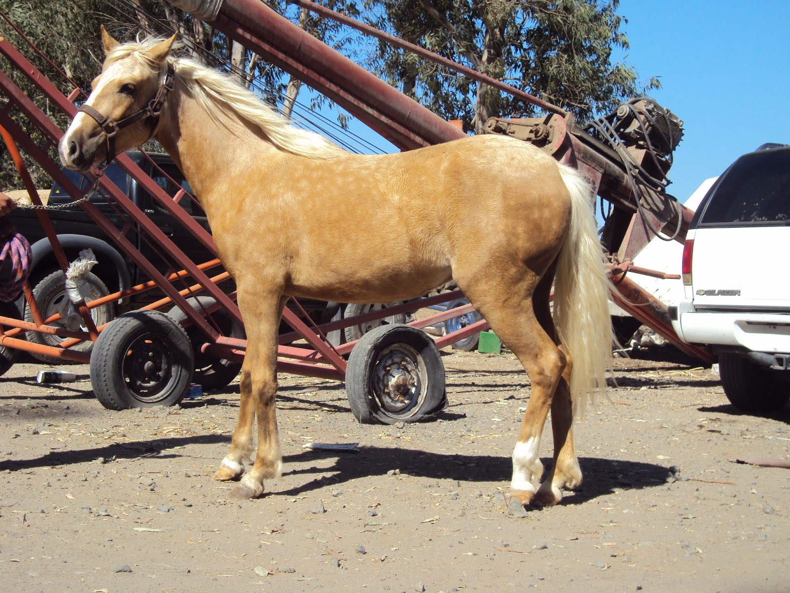 rancho mendoza: potranca palomina