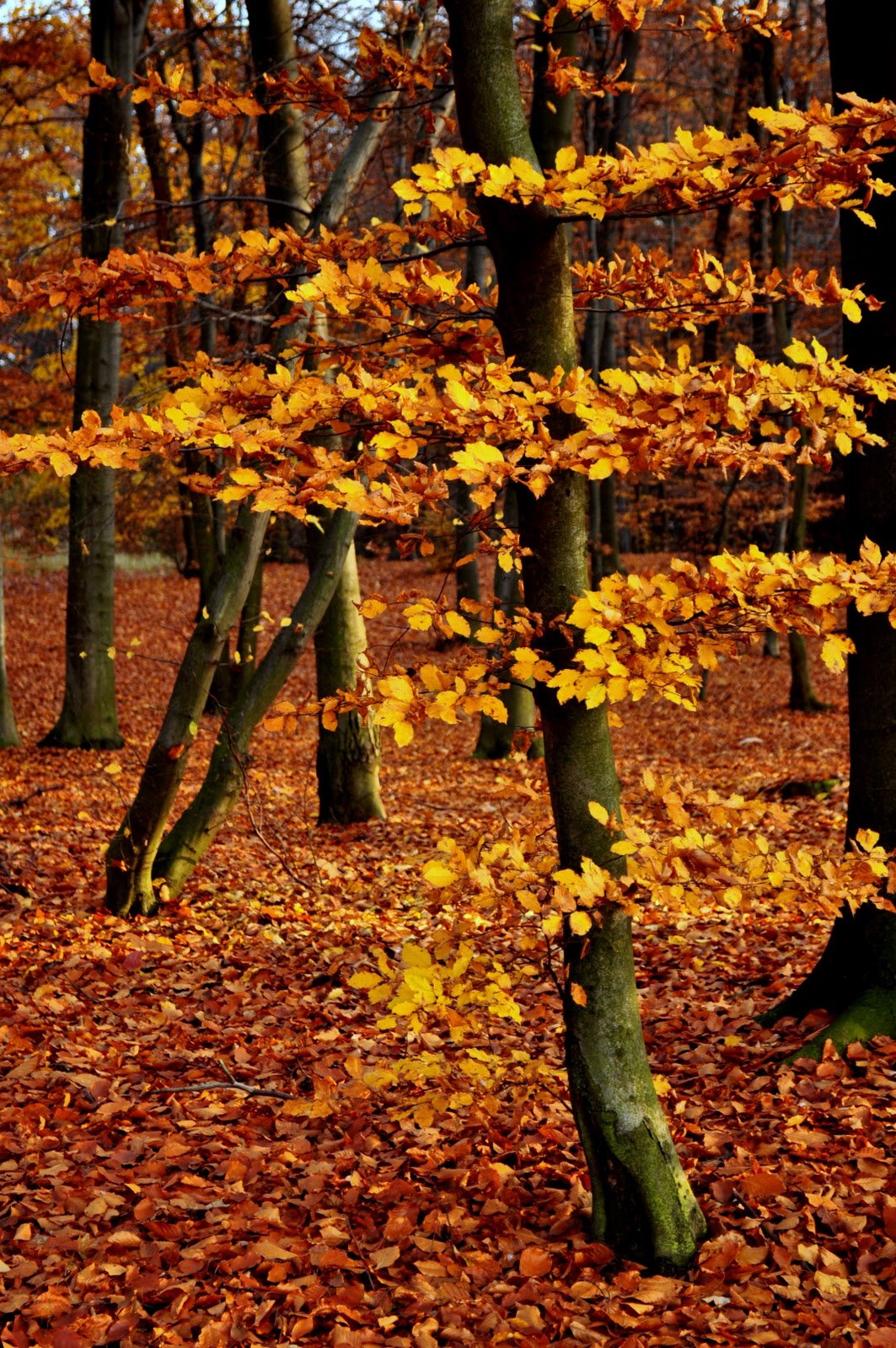 Aneta Fotografia: Jesień - piękna pora roku.