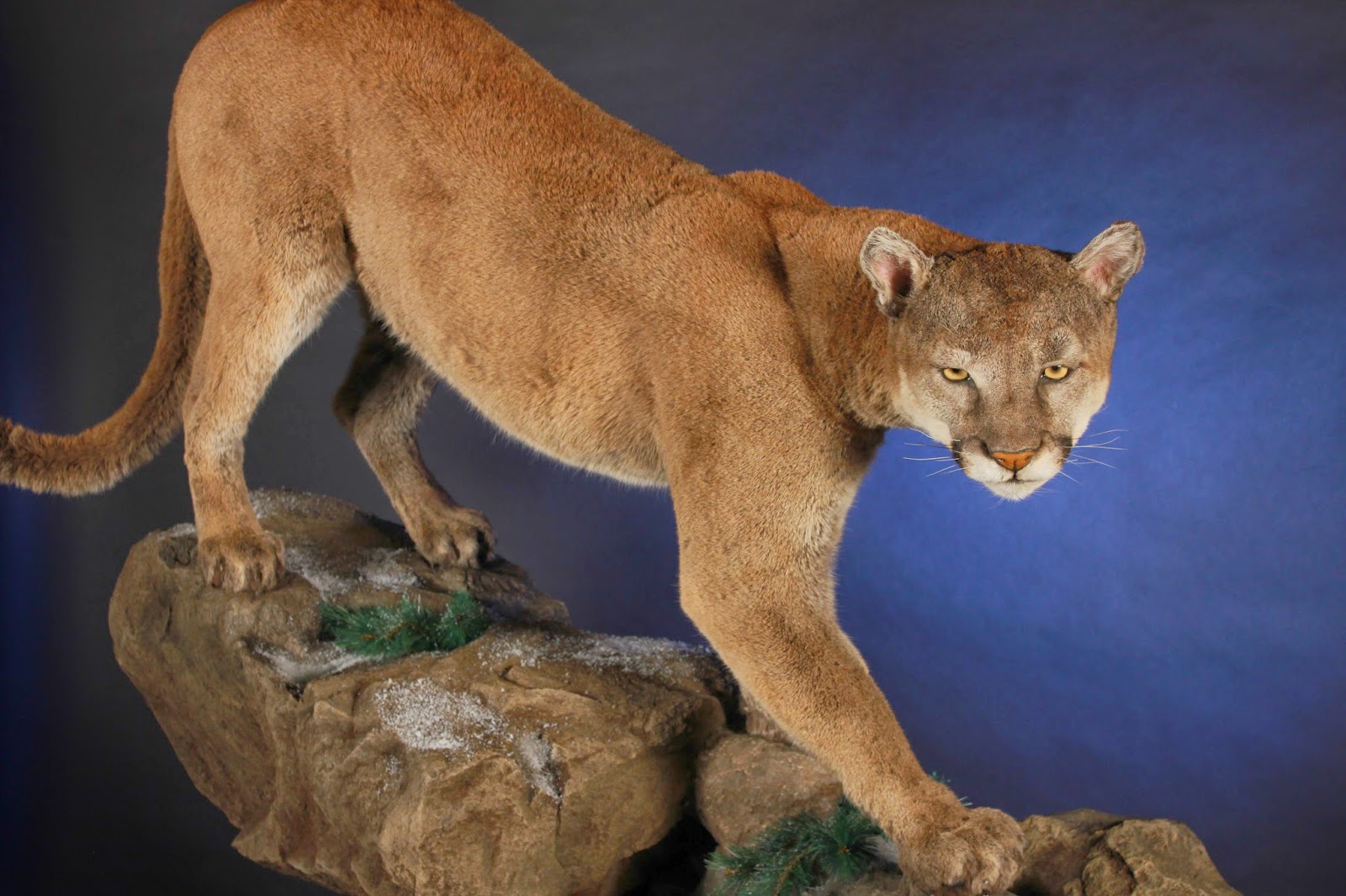 YOUNGS WILDLIFE: Mt. Lion