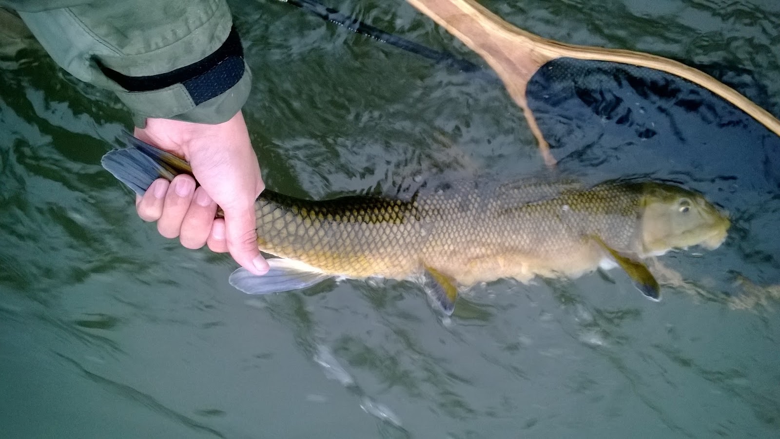 Debunking The Trash Fish of California – Keep Calm and Fly Fish