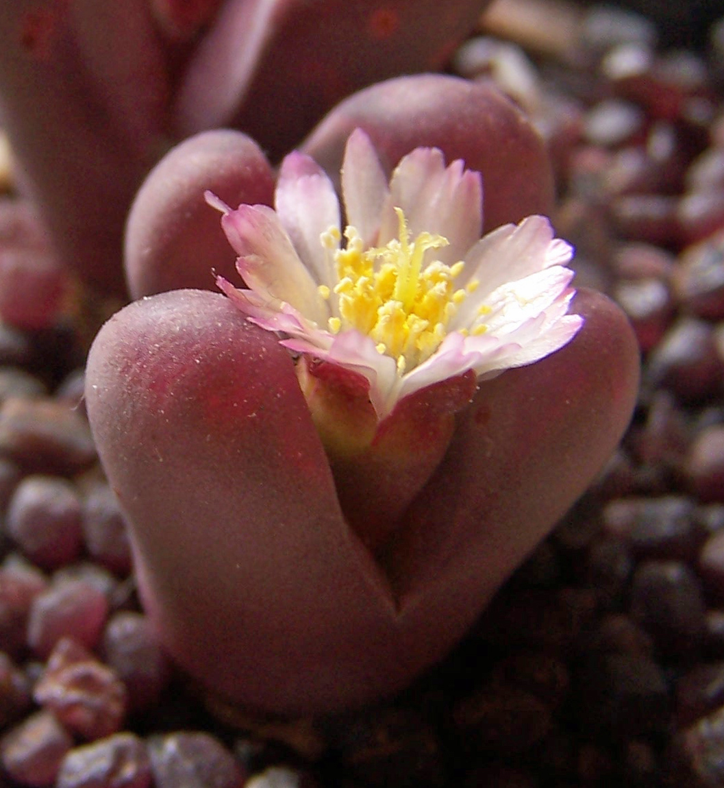 Oregon Cactus Blog: Lithops optica 'Rubra' C287