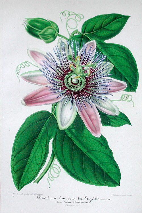 The Rainforest Garden: Identifying a Passionflower