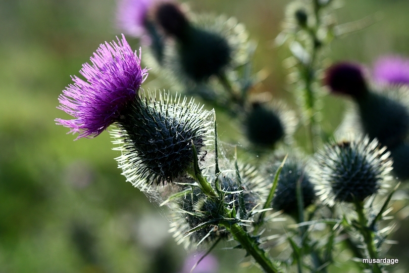 Le cirse commun, un chardon vulgaire. | Musardage du côté de Trégunc