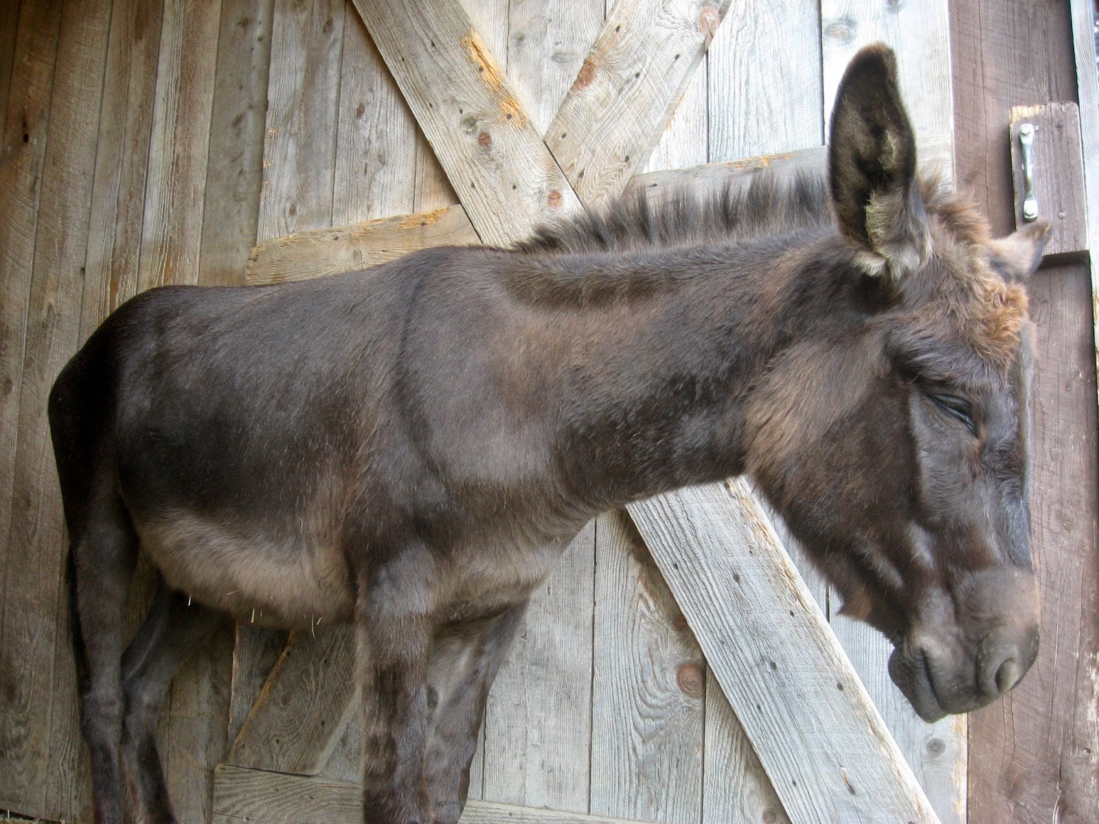 The Dancing Donkey: The Donkey Days of August