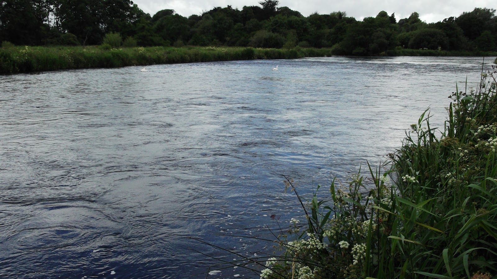 SALMON FISHING IRELAND 2022: Castleconnell Beats 5 & 6