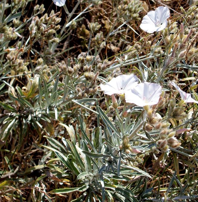 Η χλωρίδα μας: Convolvulus oleifolius, Κονβόλβουλος ο Ελαιόφυλλος