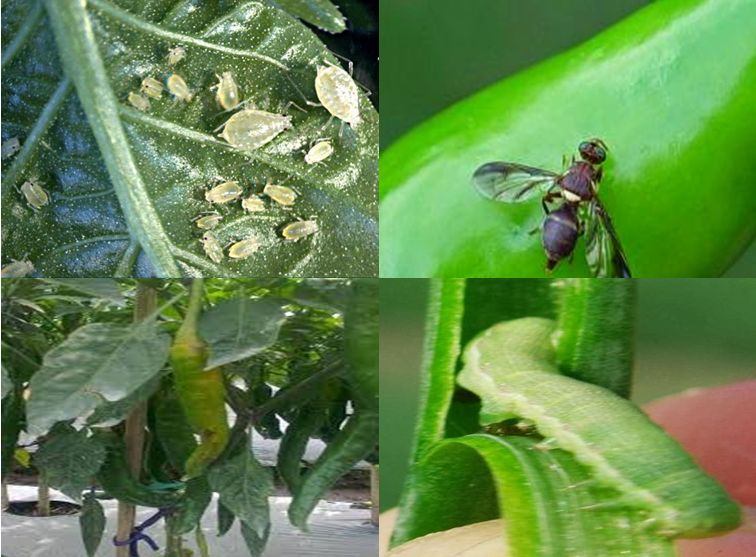 Hama dan Penyakit pada Tanaman Cabai dan Cara Sukses Mengendalikannya