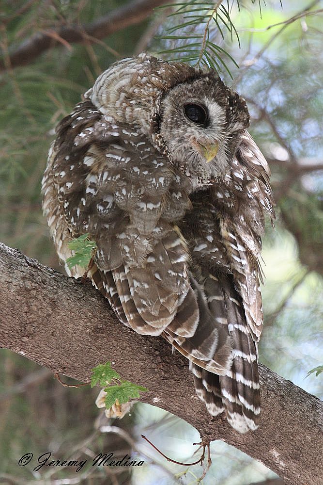 Birding Is Fun!: Búho Manchado