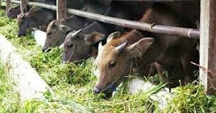 MEDIA KITA: PROPOSAL USAHA PAKAN TERNAK RUMINANSIA