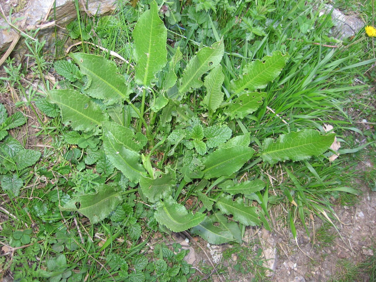 Киселица - Rumex acetosa, Shtavelj- Rumex patentia - Билки Лековити и ...