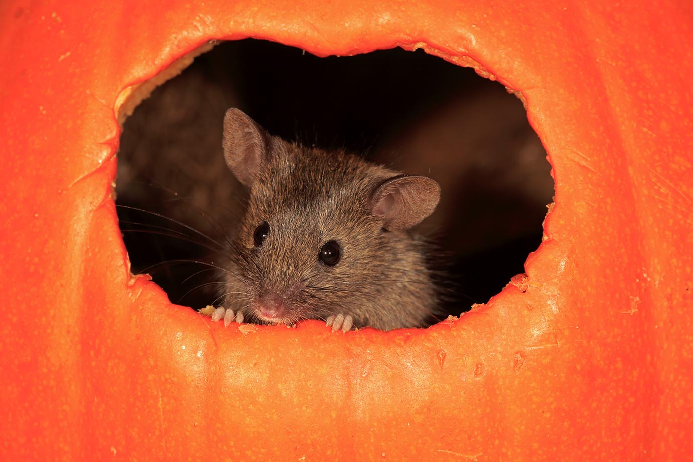 Jürgen und Christine Sohns: Die Hausmaus