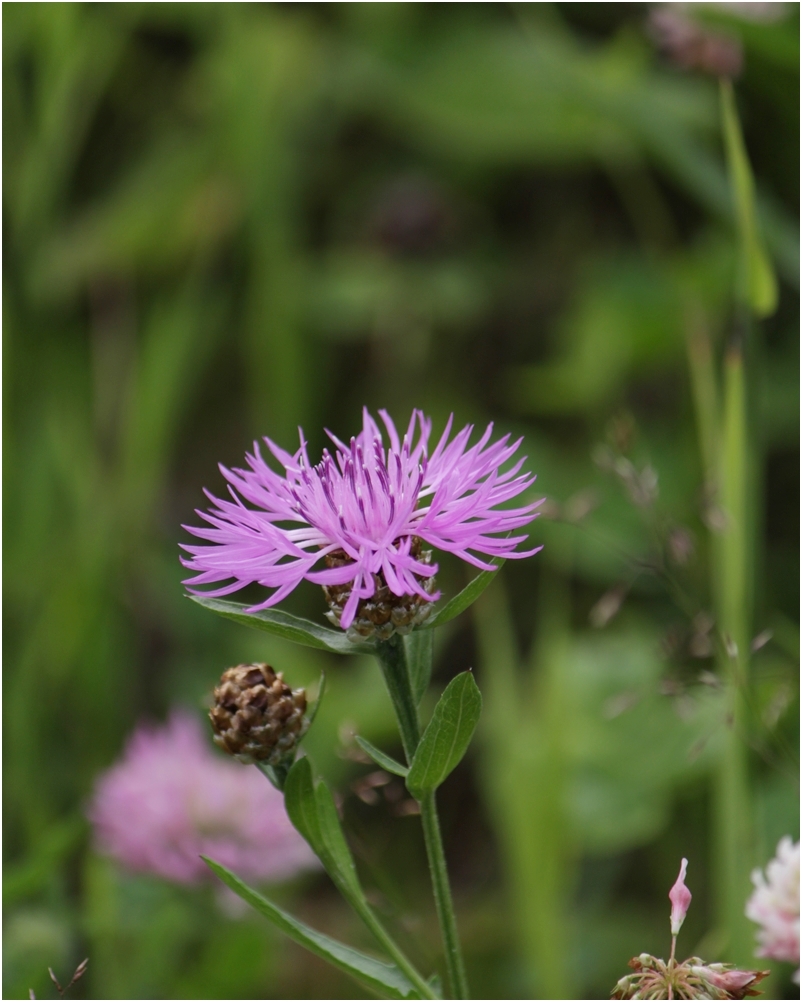 Kedonkukkia kaupungissa ja Tellun tuulet FACEssa