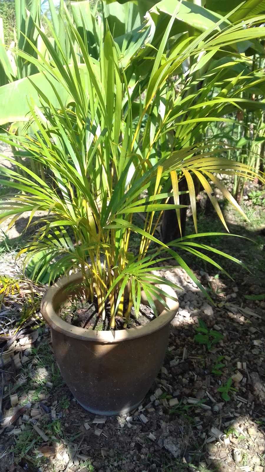 Jom Tanam Sayur ( JTS ) : Pokok Pinang Kuning @ Chyrysalidocarpus ...