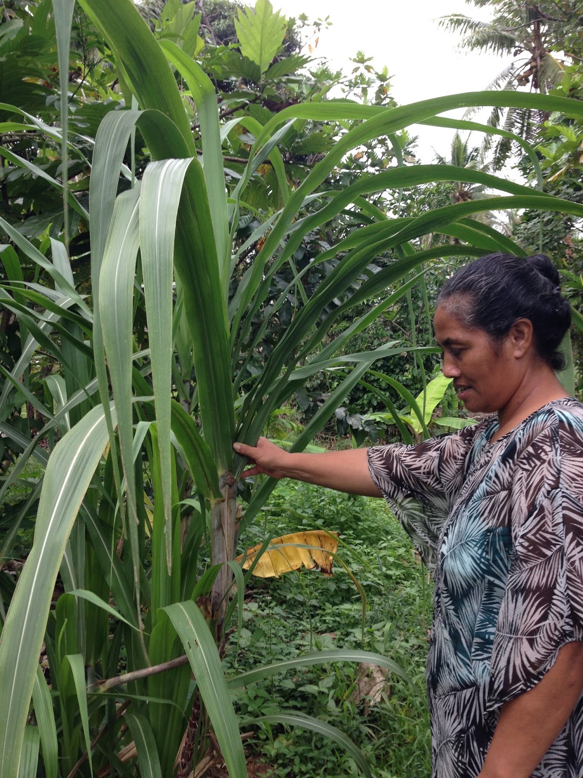 Teach Me To Tonga: What would you grow?