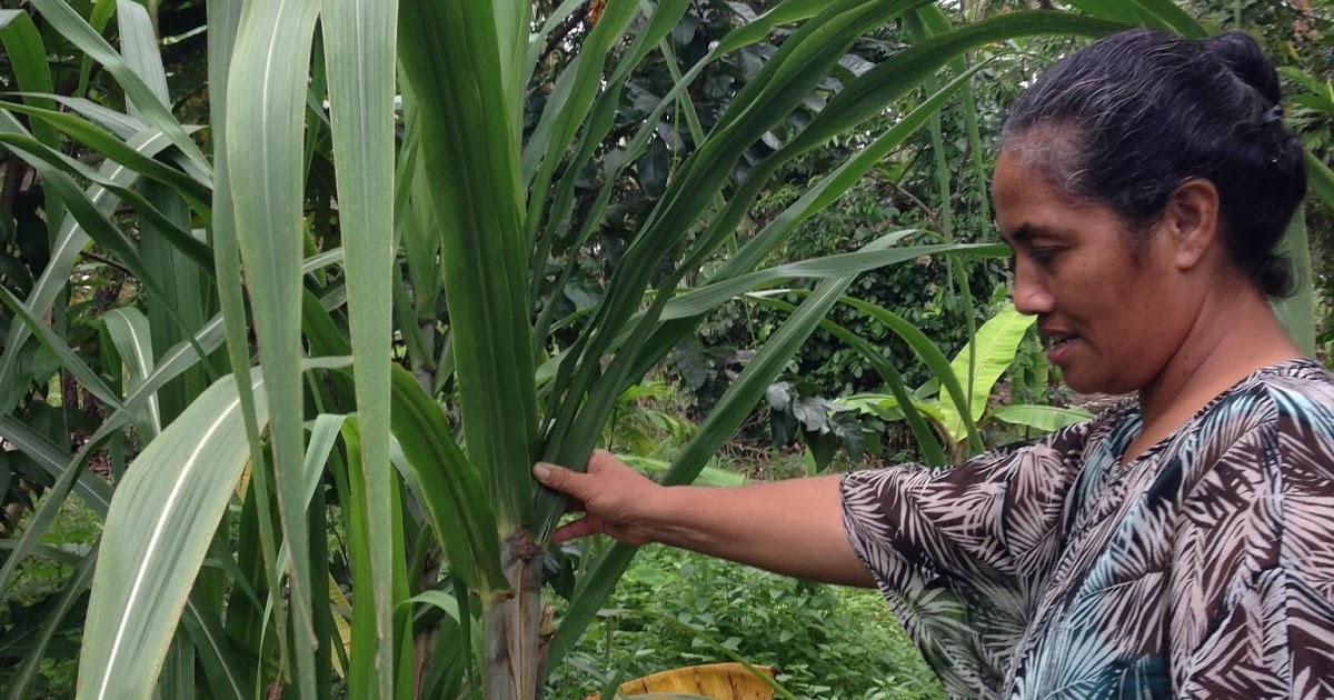 Teach Me To Tonga: What would you grow?