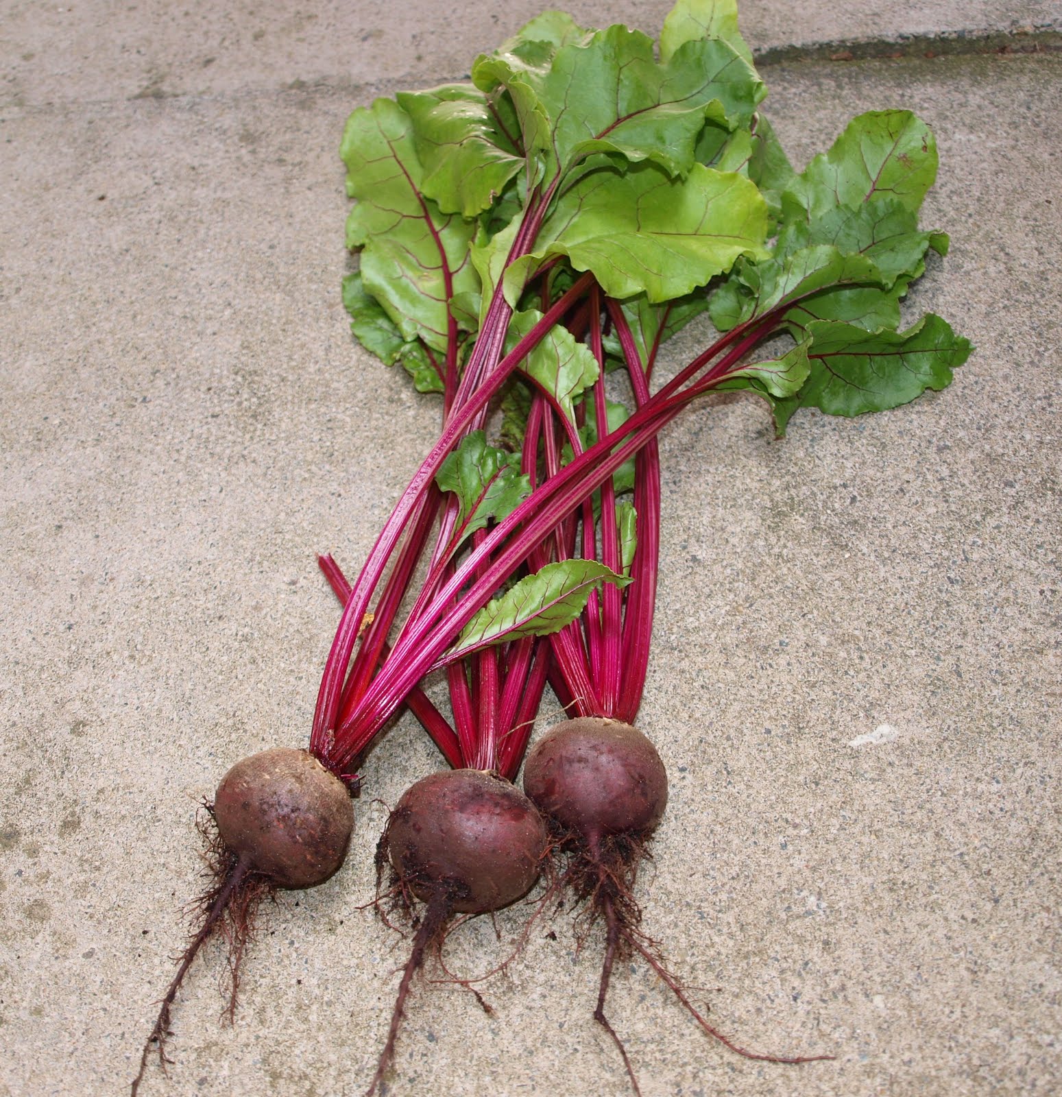 Mark's Veg Plot: Bags more veg!
