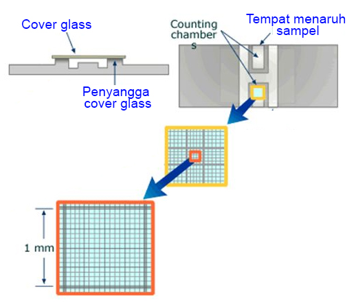 Materi dan Panduan Enumerasi Mikroba, Dilengkapi Gambar - Generasi Biologi