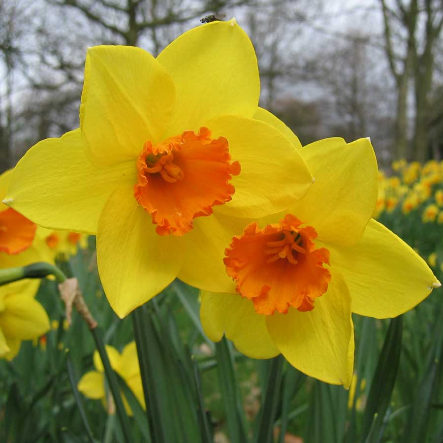 Himalayan Flower Nursery: Jetfire Daffodil