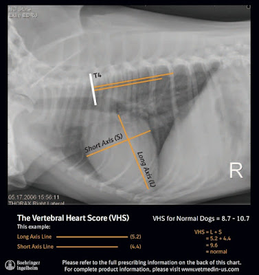 수의진단의학과: canine and feline VHS : 개와 고양이의 심장 크기평가