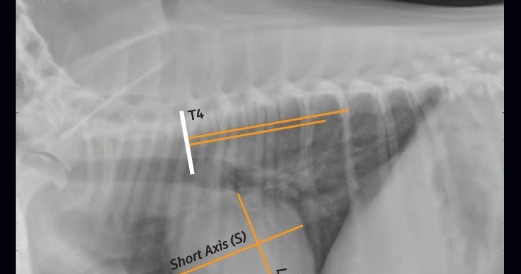 수의진단의학과: canine and feline VHS : 개와 고양이의 심장 크기평가