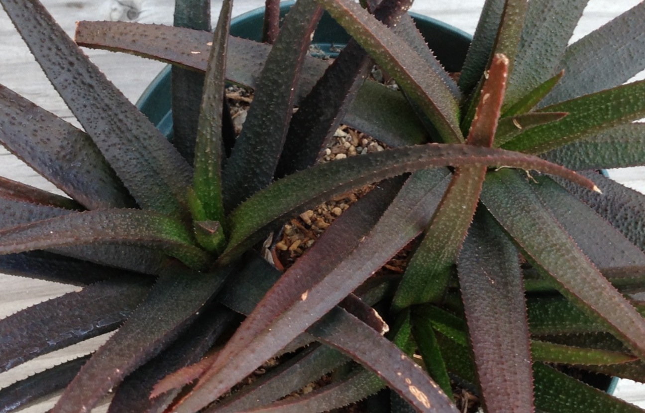 Gasteria, Gastrolea or Gasteraloe