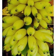 Caraka Purwo Wibisono: Mengenal manfaat dan khasiat buah pisang lampung