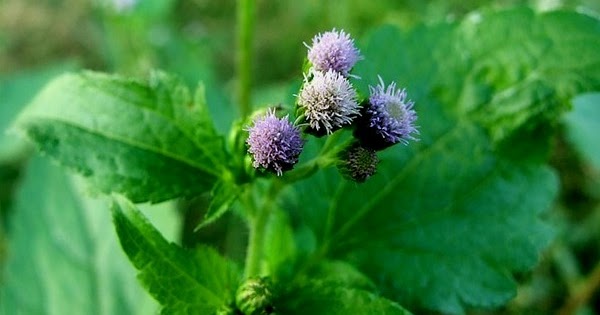 20 Manfaat Daun Bandotan Untuk Pengobatan Tradisional - ragam manfaat