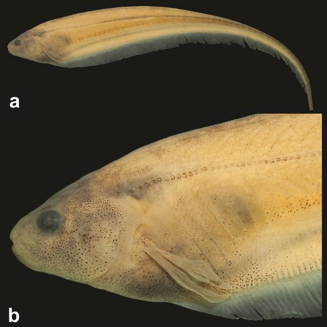Species New to Science: [Ichthyology • 2017] Eigenmannia sayona • A New ...