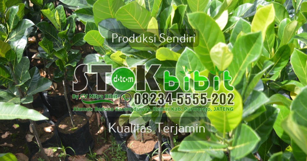 Jabon tanaman jabon putih - bibit mangga bangkok