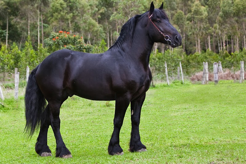 Recanto Campeiro: Raças - Percheron