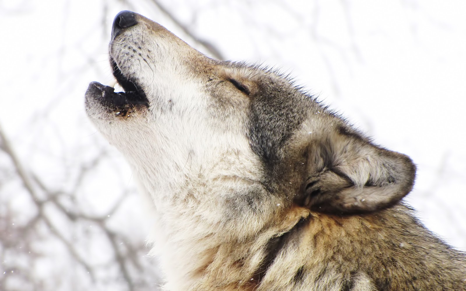 ΛΥΚΟΙ photos - wallpapers (ανανεωμένο) | the fun bank