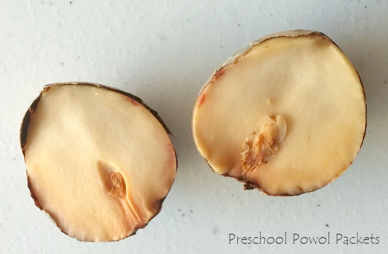 Dissect a Bean Seed Lab! | Preschool Powol Packets