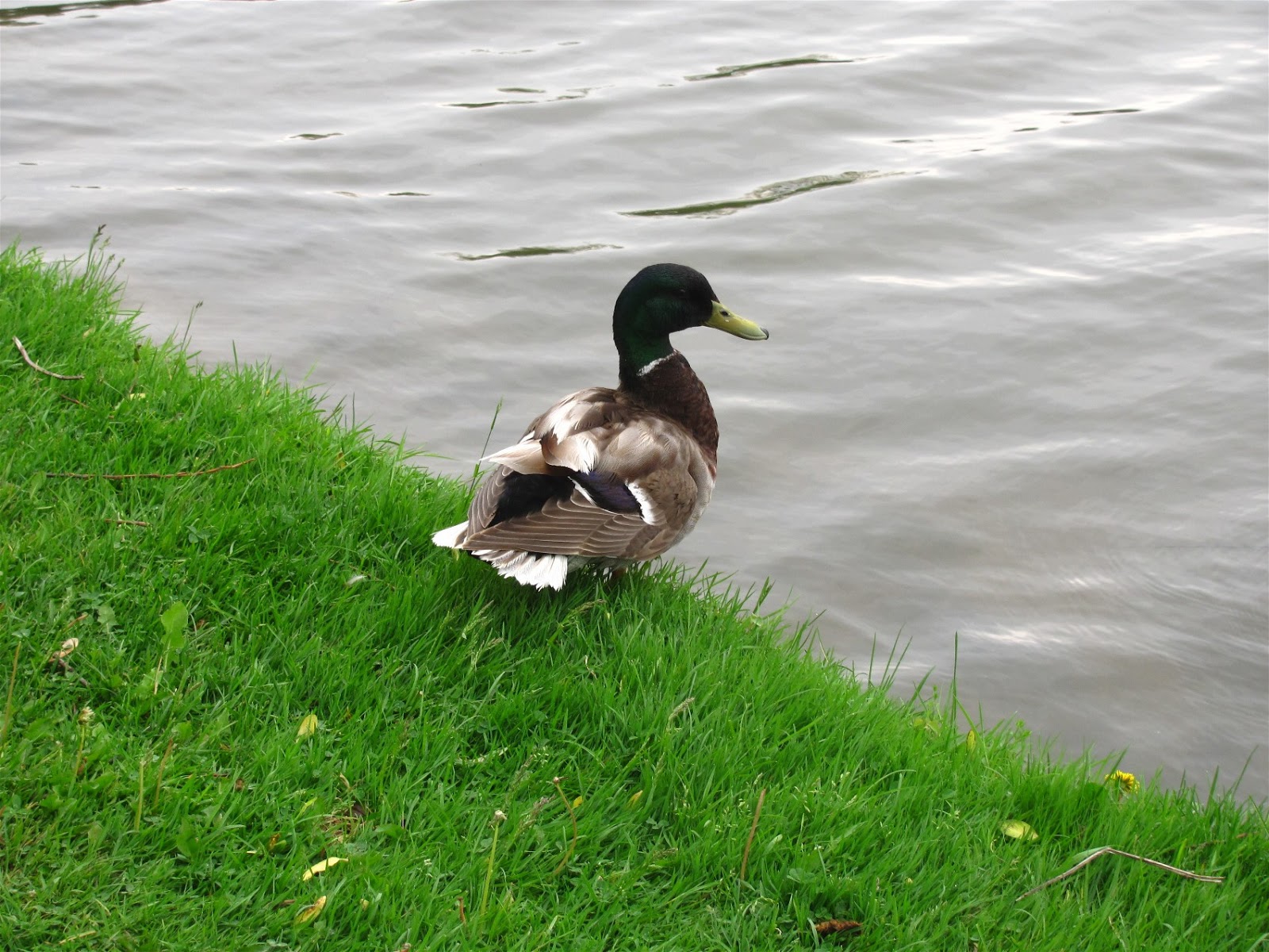 The World of Gord: Our Day in Stratford