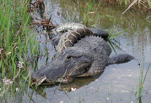 the yellow fringe: former pets eat up Florida swamps